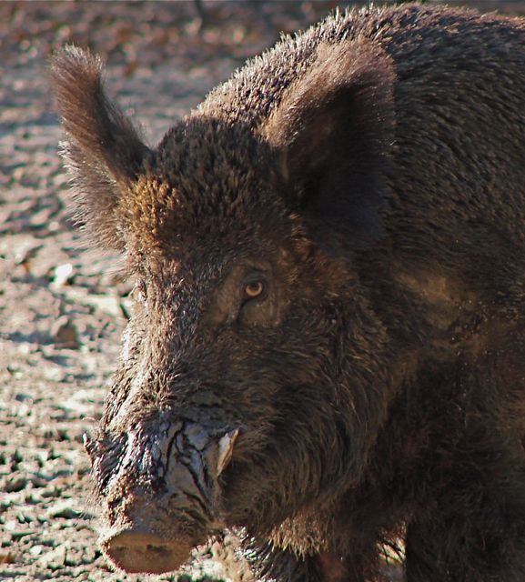 PURE EUROPEAN ( Russian ) BROOD STOCK, BREEDER BOARS AND SOWS