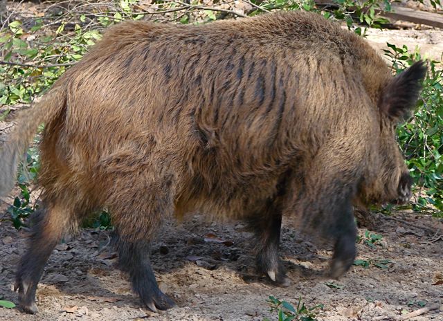 PURE EUROPEAN ( Russian ) BROOD STOCK, BREEDER BOARS AND SOWS