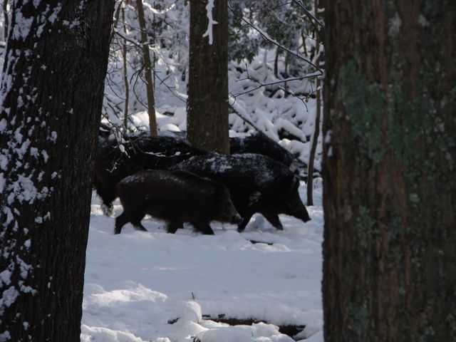 PURE EUROPEAN ( Russian ) BROOD STOCK, BREEDER BOARS AND SOWS