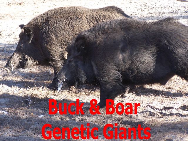 PURE EUROPEAN ( Russian ) BROOD STOCK, BREEDER BOARS AND SOWS