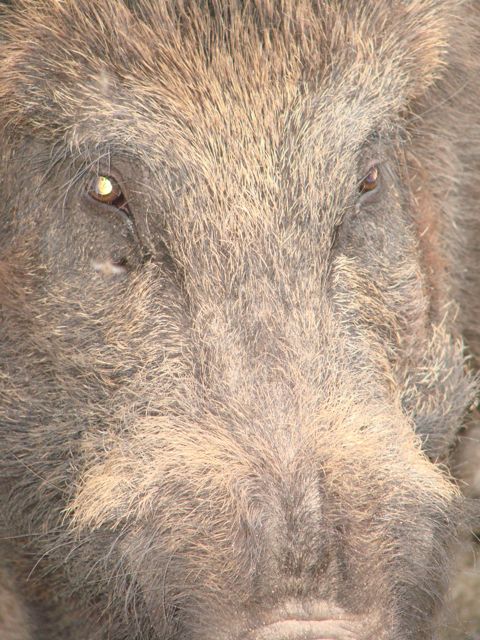 PURE EUROPEAN ( Russian ) BROOD STOCK, BREEDER BOARS AND SOWS