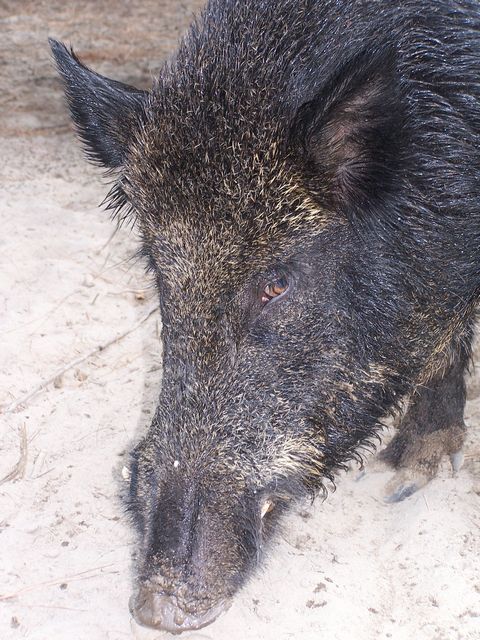 PURE EUROPEAN ( Russian ) BROOD STOCK, BREEDER BOARS AND SOWS