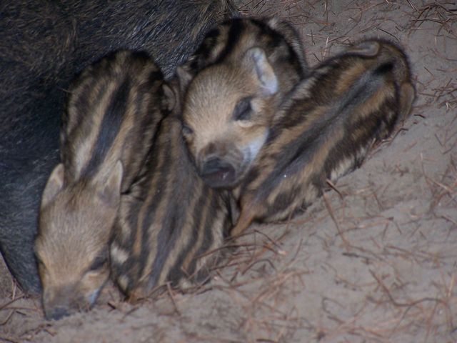 PURE EUROPEAN ( Russian ) BROOD STOCK, BREEDER BOARS AND SOWS