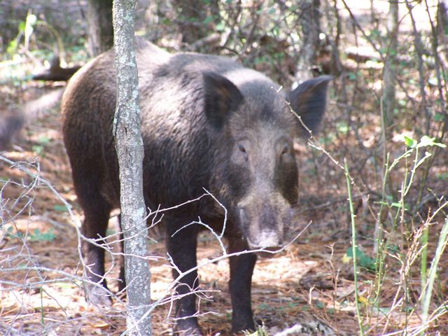 PURE EUROPEAN ( Russian ) BROOD STOCK, BREEDER BOARS AND SOWS