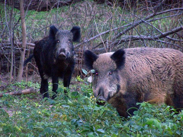 PURE EUROPEAN ( Russian ) BROOD STOCK, BREEDER BOARS AND SOWS