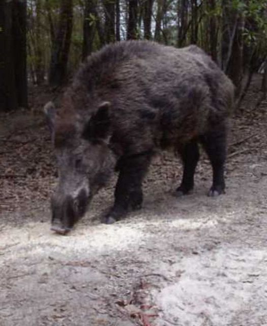 PURE EUROPEAN ( Russian ) BROOD STOCK, BREEDER BOARS AND SOWS
