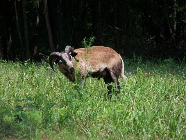 Buck and Boar hunting lodge and guide service home pg.