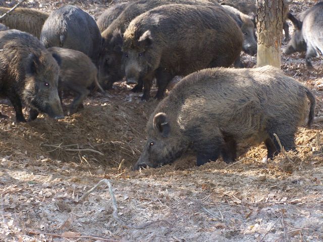 PURE EUROPEAN ( Russian ) BROOD STOCK, BREEDER BOARS AND SOWS