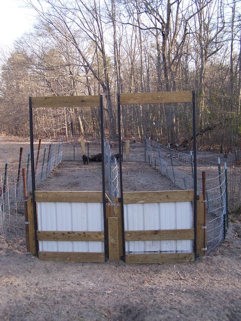 Buck and Boar pic's of the critters that took one 4 the team!