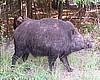 PURE EUROPEAN ( Russian ) BROOD STOCK, BREEDER BOARS AND SOWS