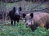 PURE EUROPEAN ( Russian ) BROOD STOCK, BREEDER BOARS AND SOWS